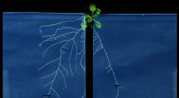 Metaprogramme DIGIT-BIO - Projet exploratoire ALGO-ROOT (2021 - 2023)